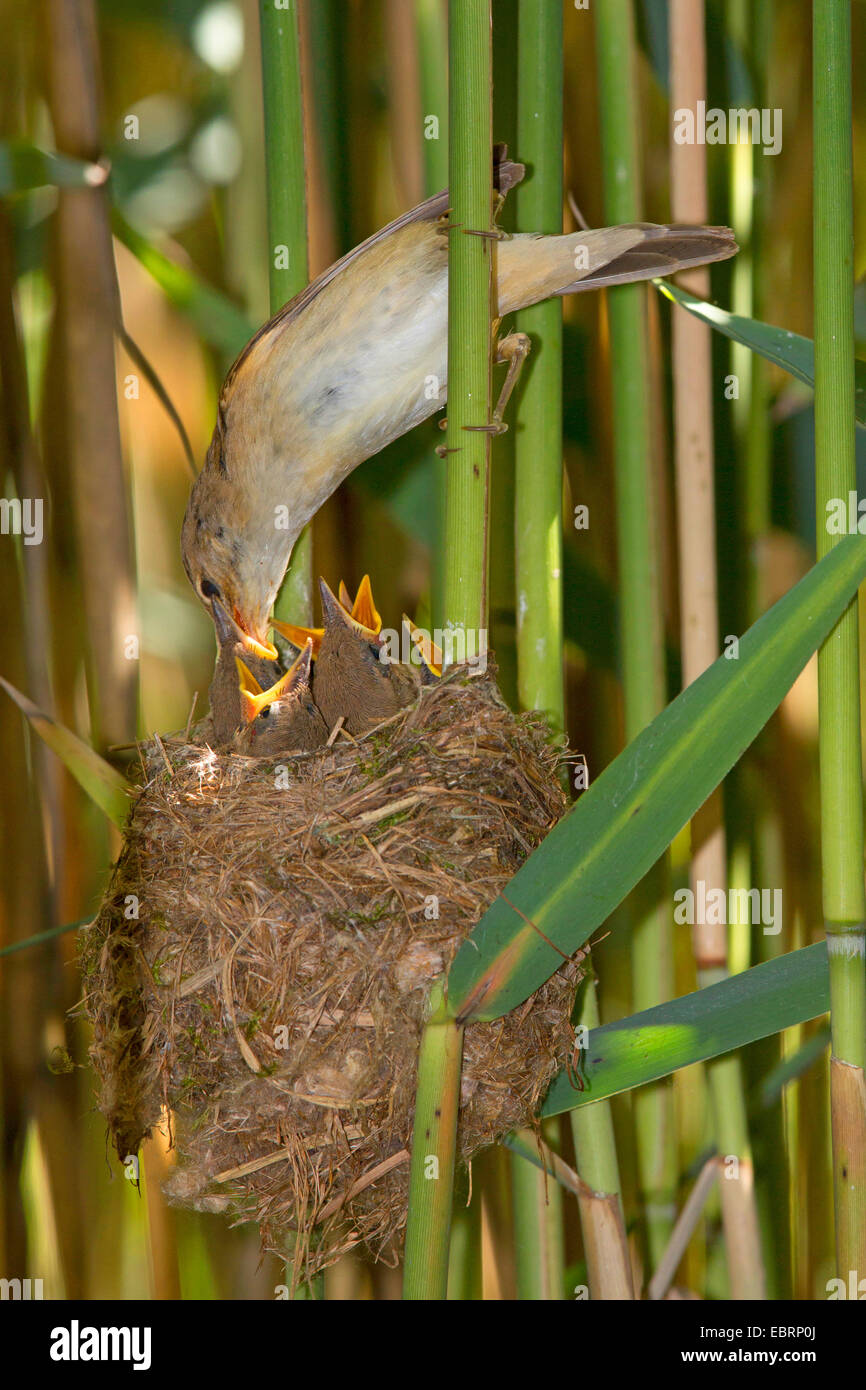 Warblers nest hi-res stock photography and images - Alamy