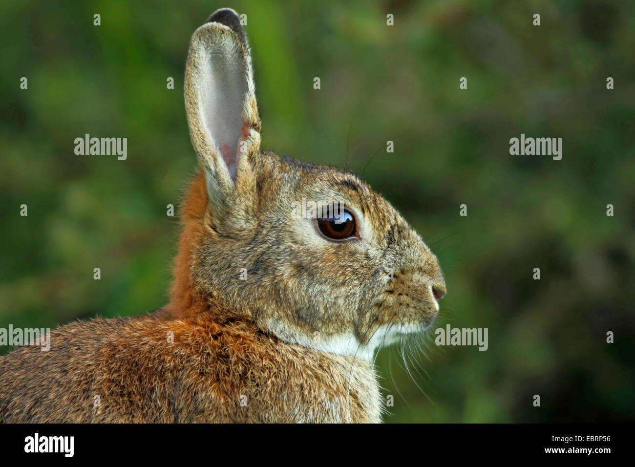 European rabbit (Oryctolagus cuniculus), lateral portrait, Germany ...