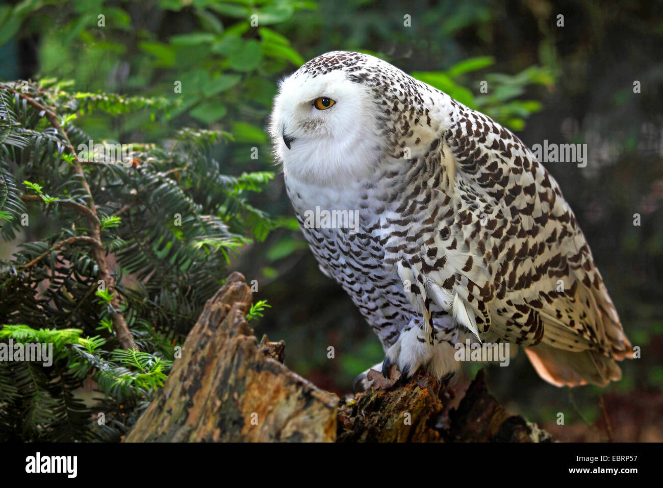 Bird yew tree hi-res stock photography and images - Alamy