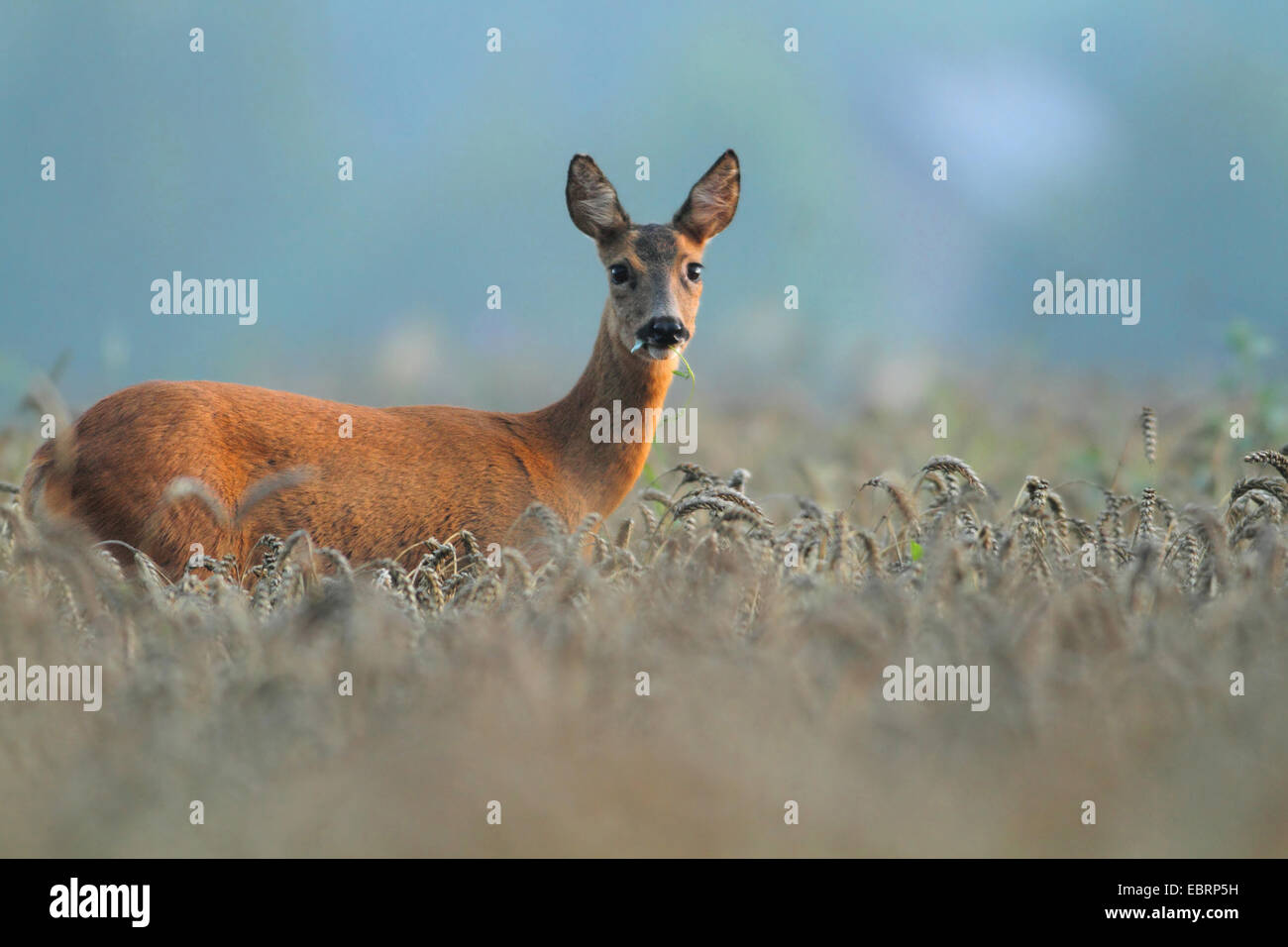 roe deer (Capreolus capreolus), doe in a grain field, Germany, North ...