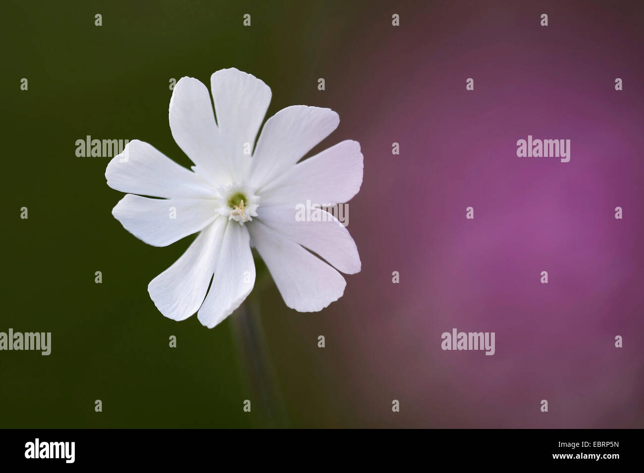 White Campion (Silene latifolia subsp. alba, Silene alba, Silene ...