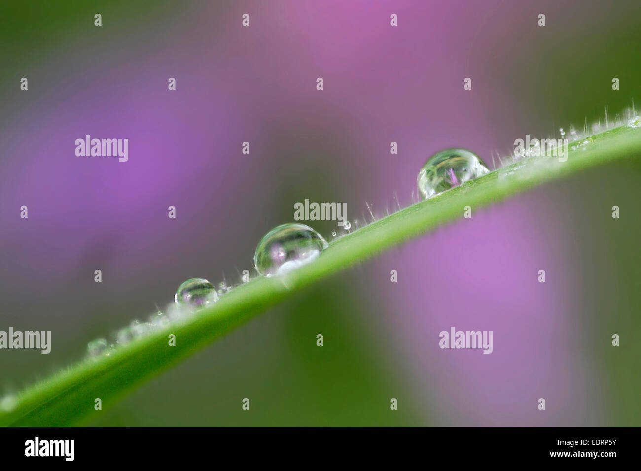 Rain dripping off leaf hi-res stock photography and images - Alamy