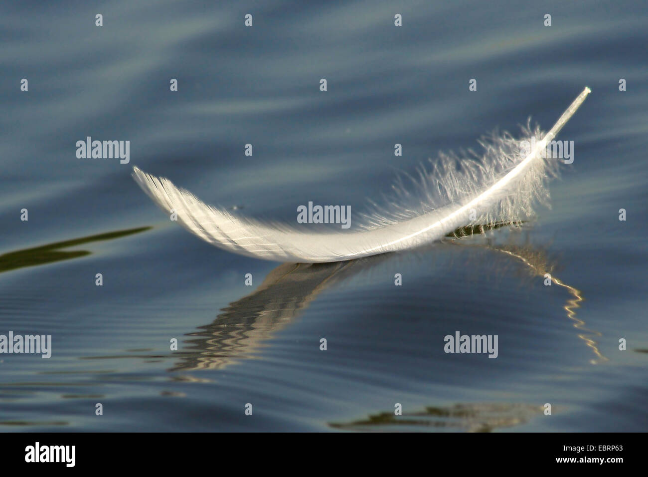 white feather swimming on quiet water, Germany Stock Photo - Alamy
