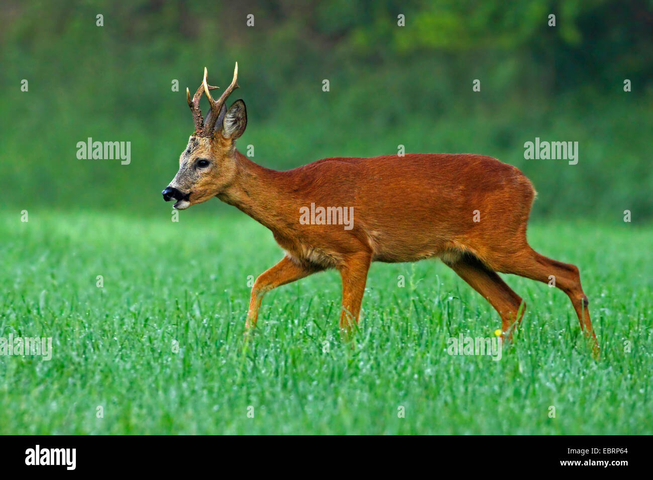 roe deer (Capreolus capreolus), buck in a meadow, Germany, North Rhine ...