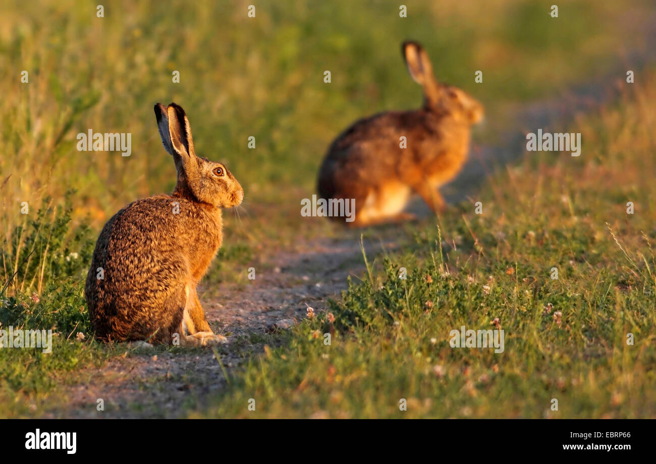 European hare (Lepus europaeus), two animals sitting on a field path in ...