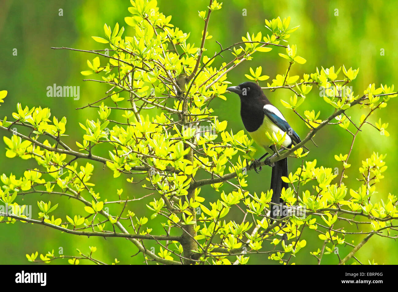 black-billed magpie (Pica pica), sitting on a branch in spring, Germany ...