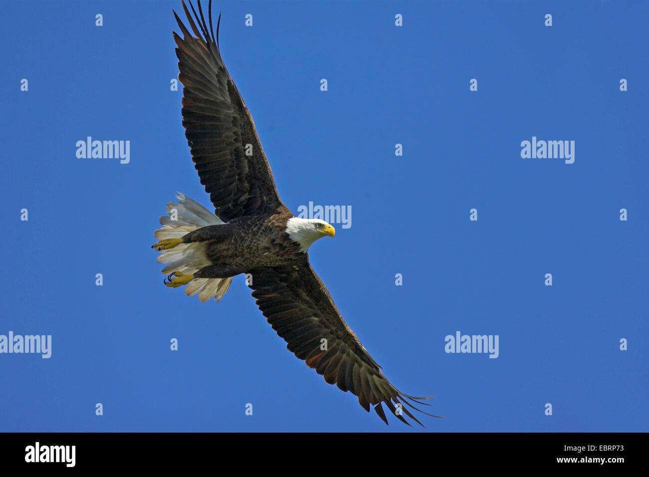 American bald eagle (Haliaeetus leucocephalus), flying, USA, Florida ...
