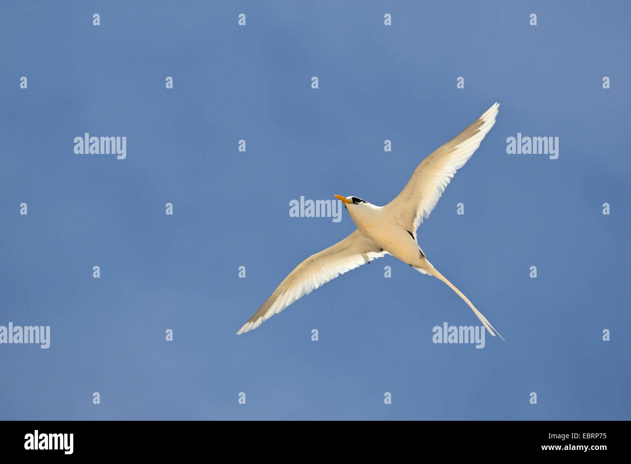 White-tailed tropic bird (Phaethon lepturus), flying, Seychelles ...