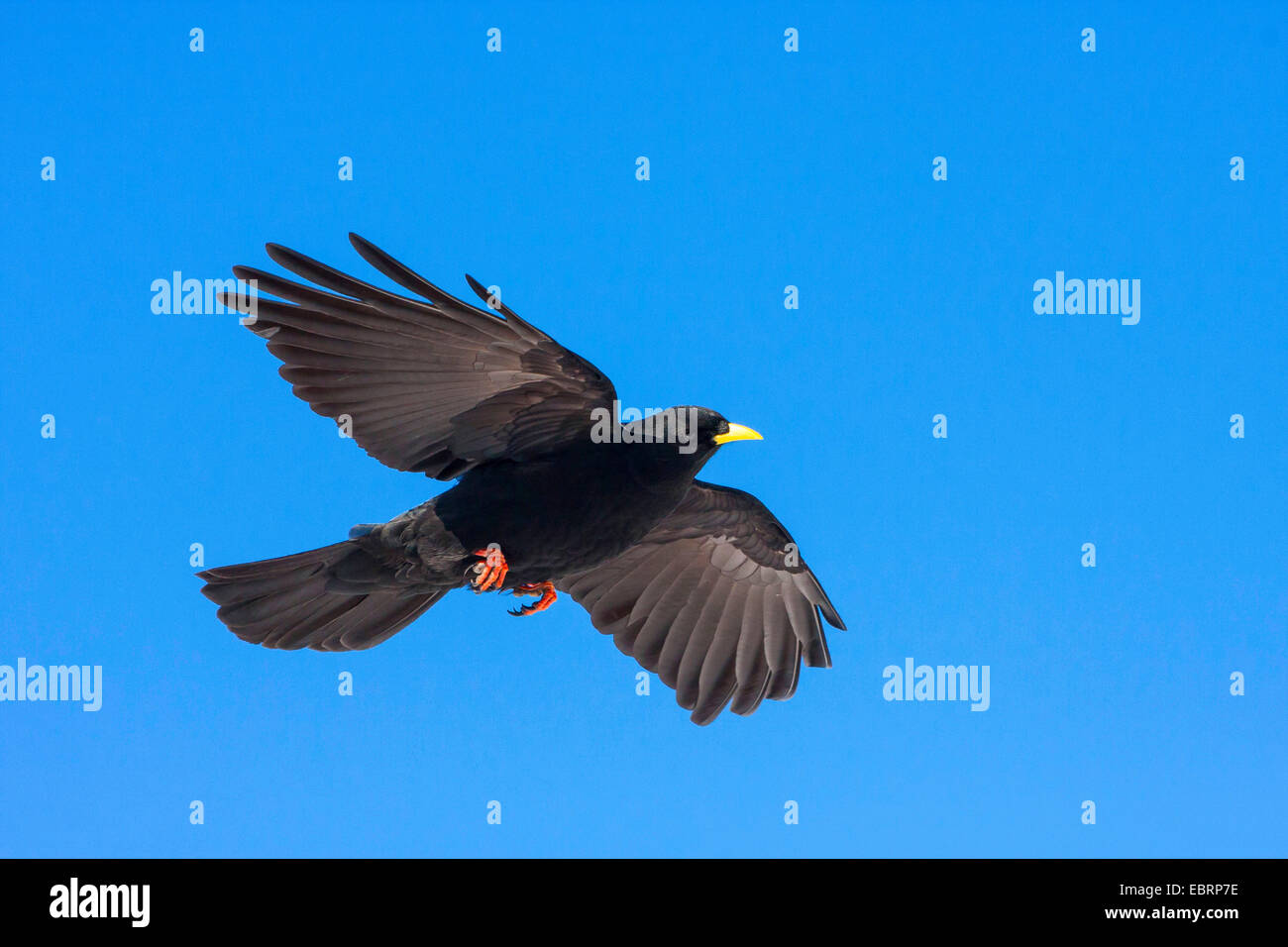 alpine chough (Pyrrhocorax graculus), flying, Switzerland, Valais ...