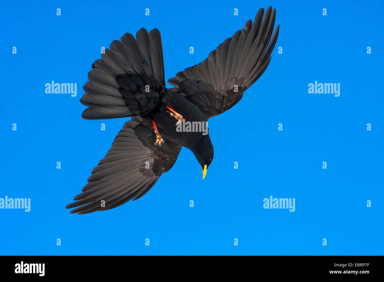 alpine chough (Pyrrhocorax graculus), flying from below, Switzerland ...