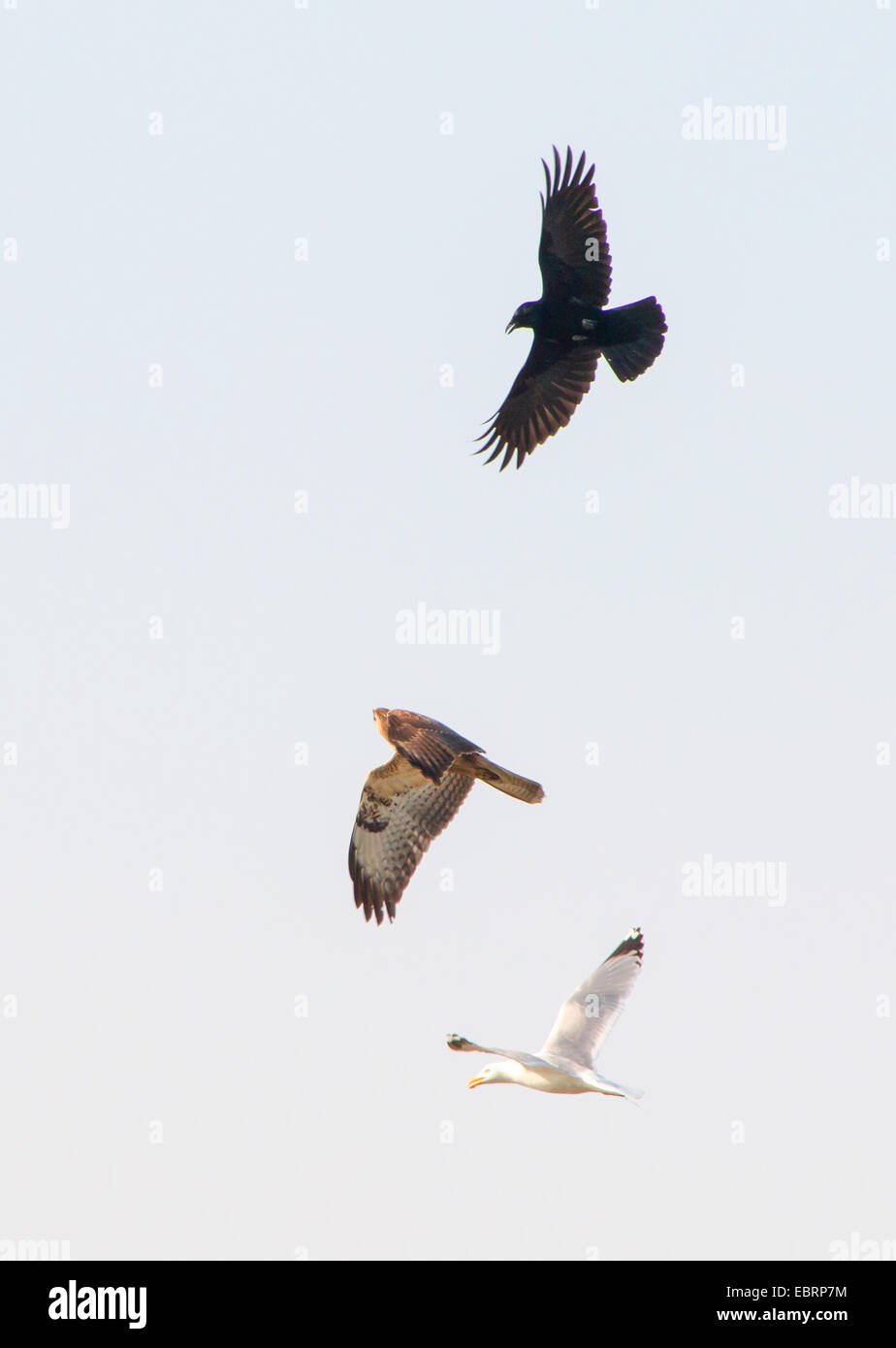 Crow attack hi-res stock photography and images - Alamy