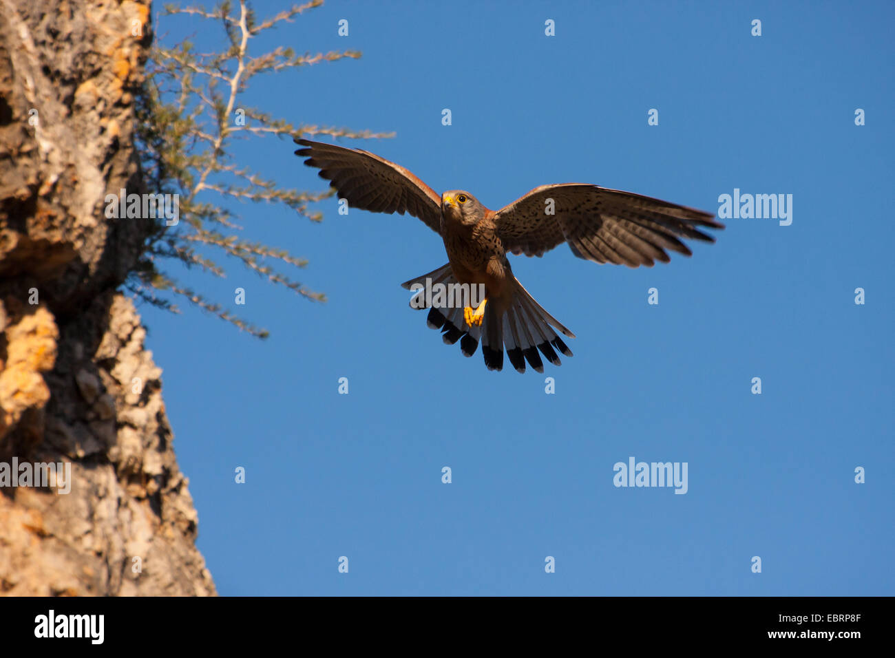 European Kestrel, Eurasian Kestrel, Old World Kestrel, Common Kestrel ...