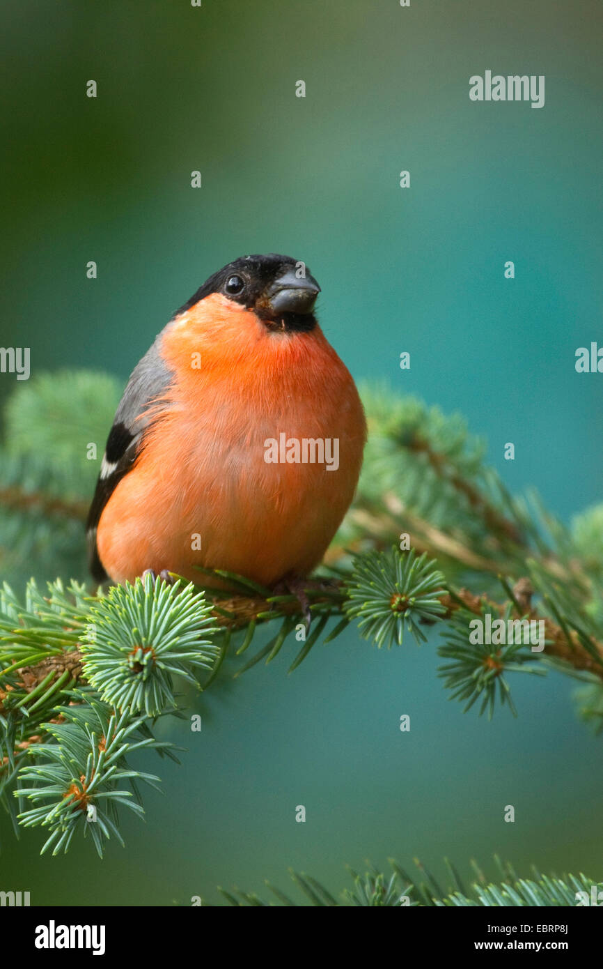 bullfinch, Eurasian bullfinch, northern bullfinch (Pyrrhula pyrrhula ...