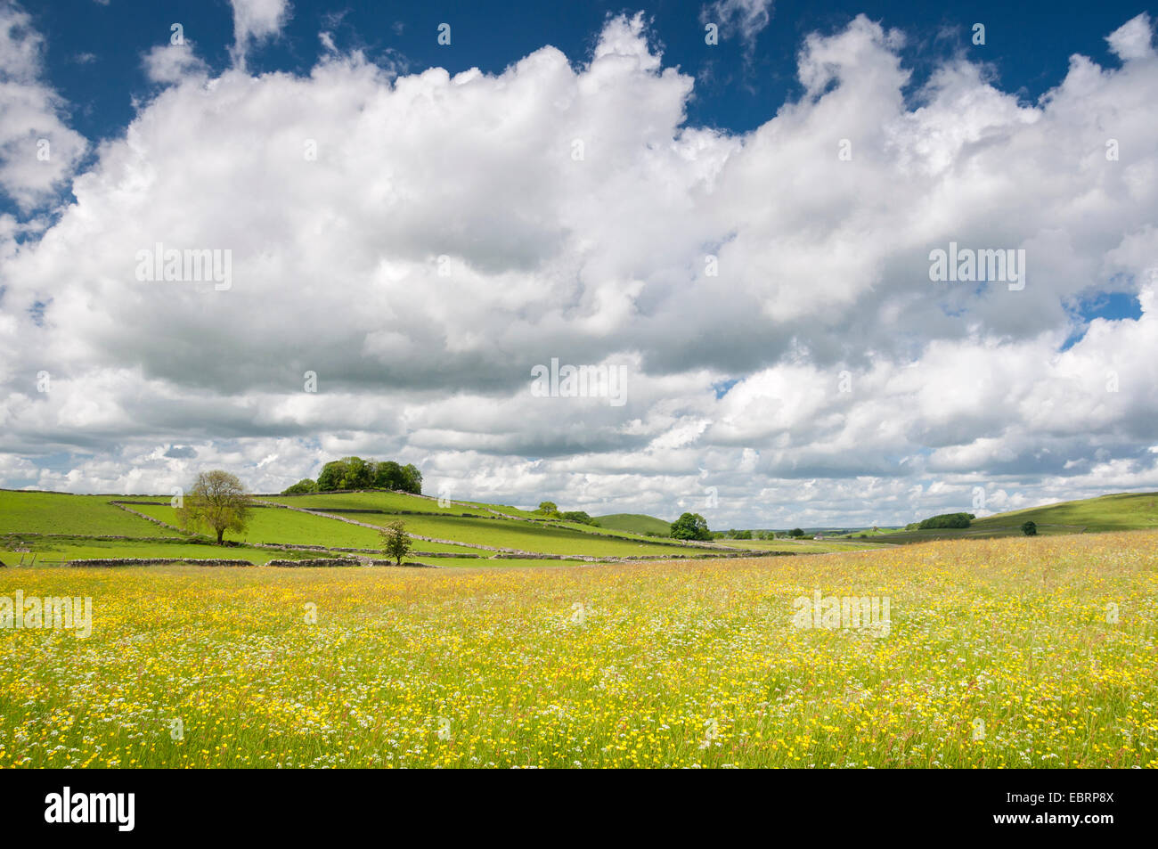 Idyllic English landscape in mid summer. Colourful wildflower meadow ...