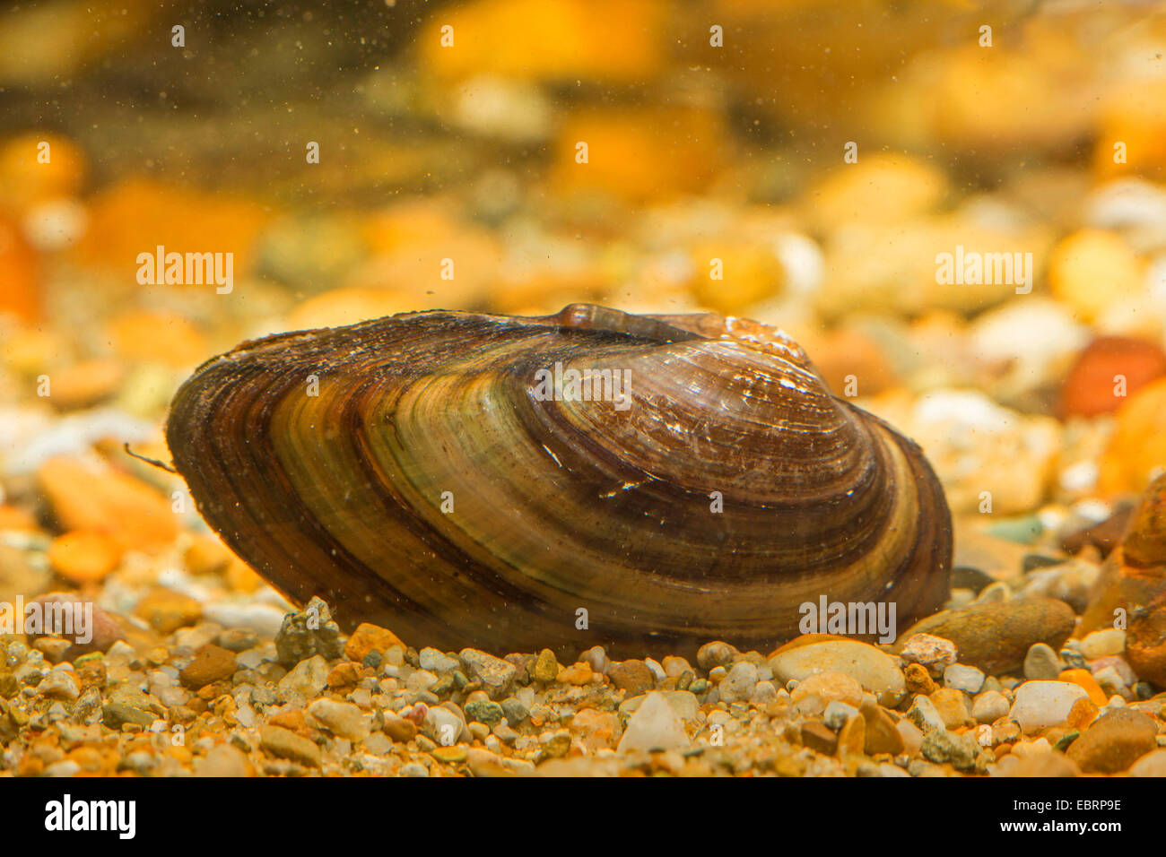 swollen river mussel (Unio tumidus), on the ground, Germany Stock Photo ...