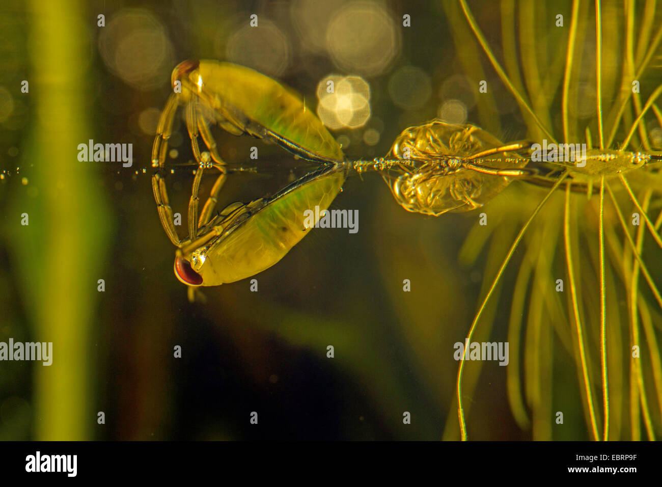 common backswimmer (Notonecta glauca), just skinned karva with exuvia ...