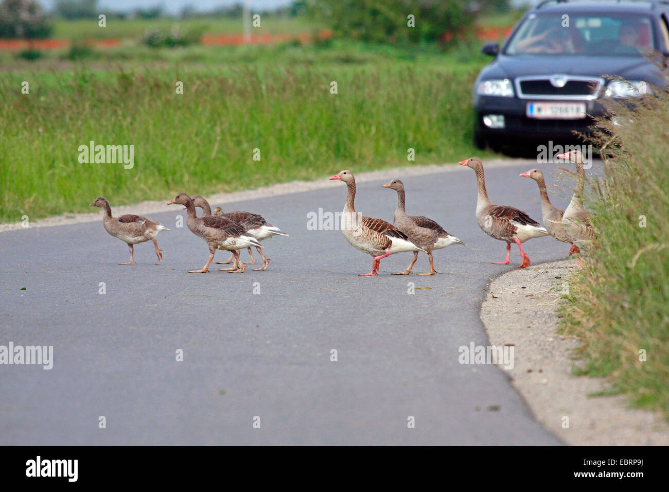 greylag goose (Anser anser), adult and juvenile Graylag geese crossing ...