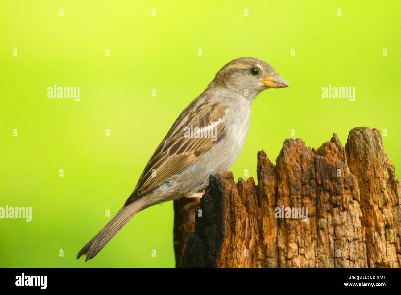 Female tree sparrow hi-res stock photography and images - Alamy