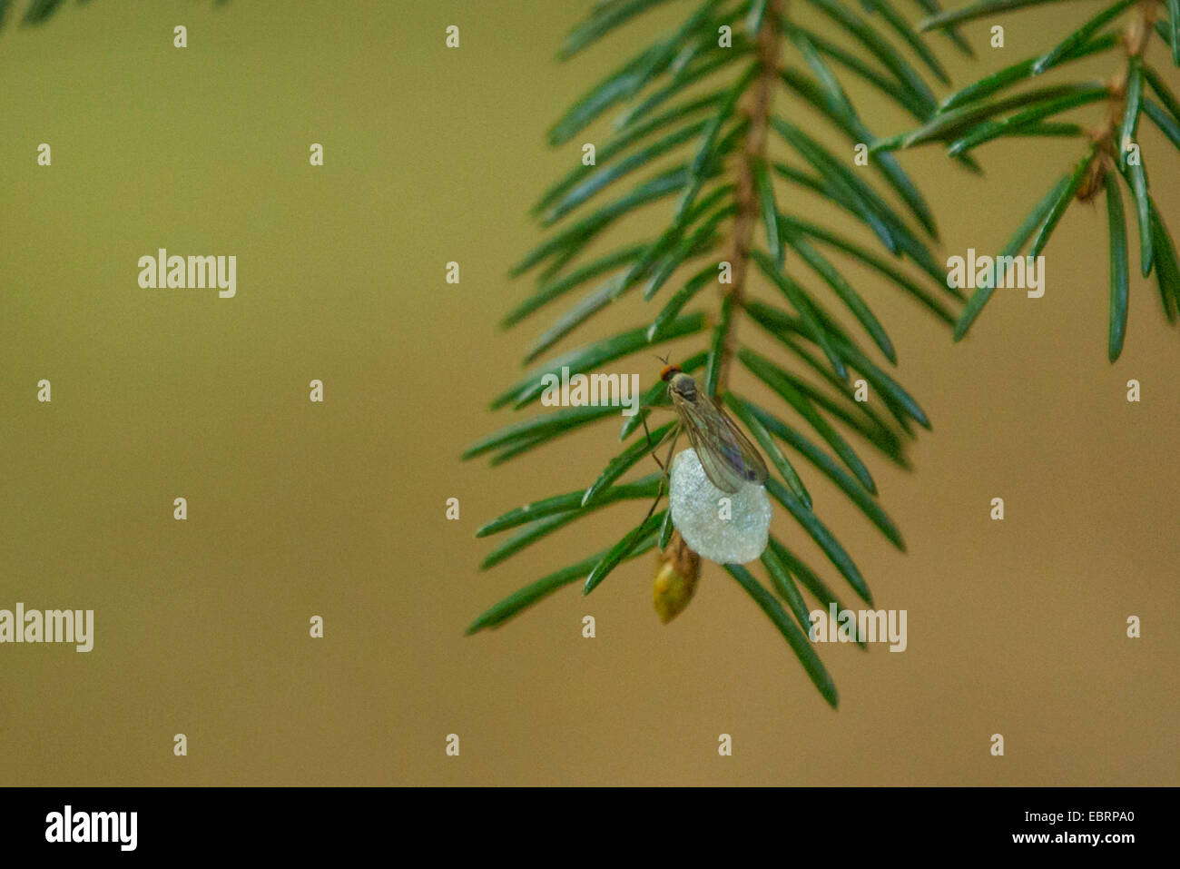 Balloon hi-res stock photography and images - Alamy