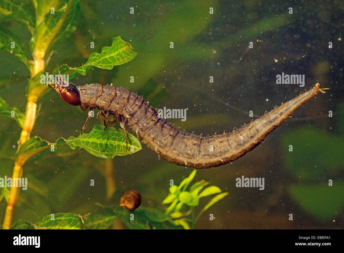 Hydrophilus piceus larvae hi-res stock photography and images - Alamy