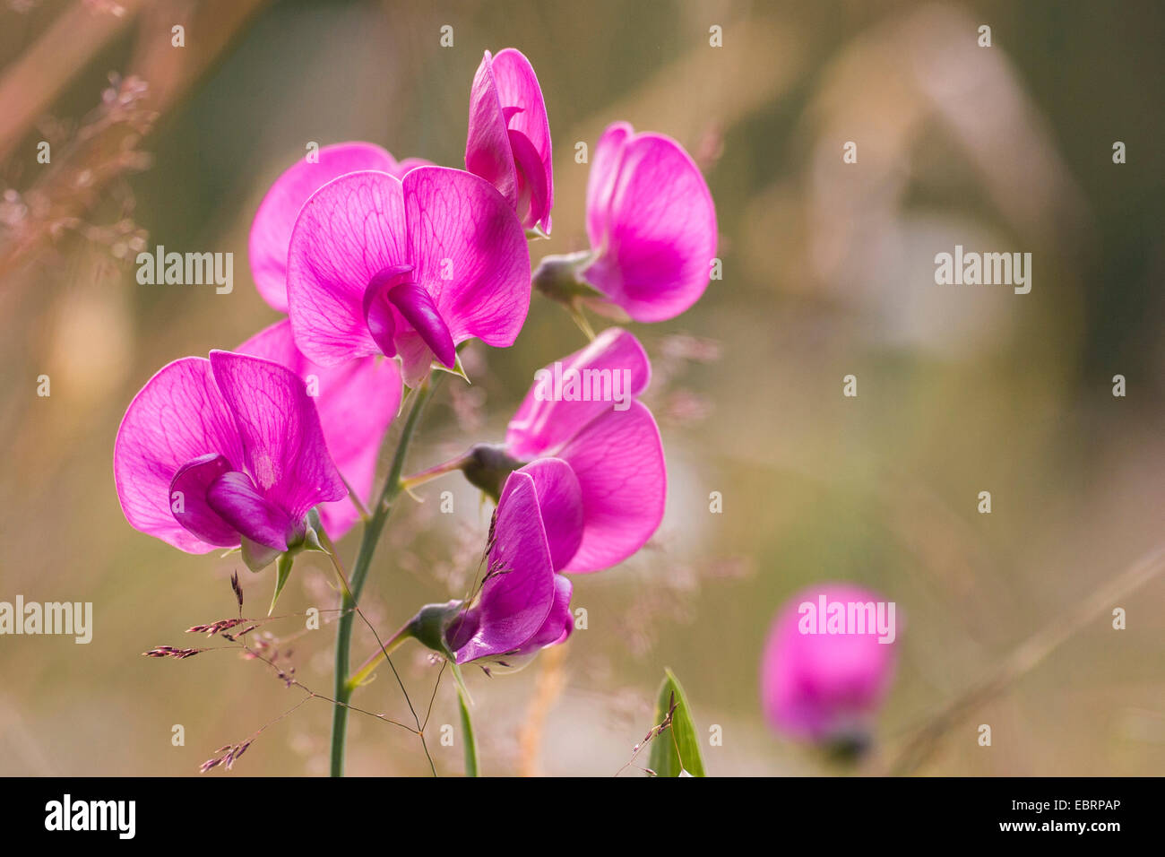 perennial peavine, perennial pea, everlasting sweet pea (Lathyrus ...