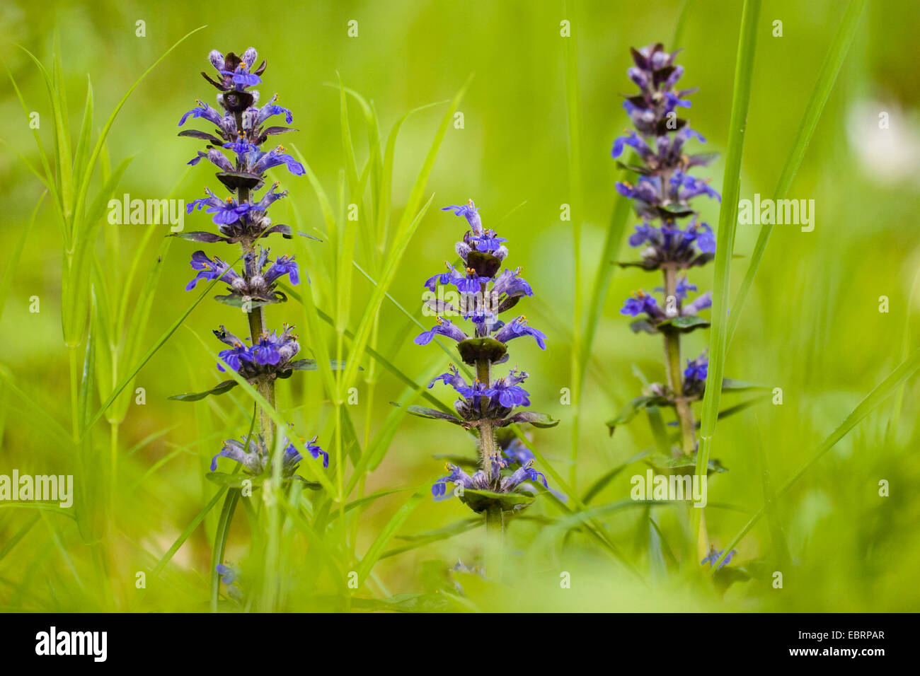 Common bugle, Creeping bugleweed (Ajuga reptans), inflorescenses ...