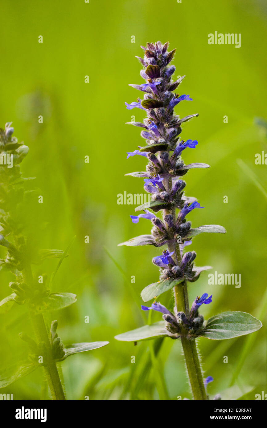 Common bugle, Creeping bugleweed (Ajuga reptans), inflorescense ...