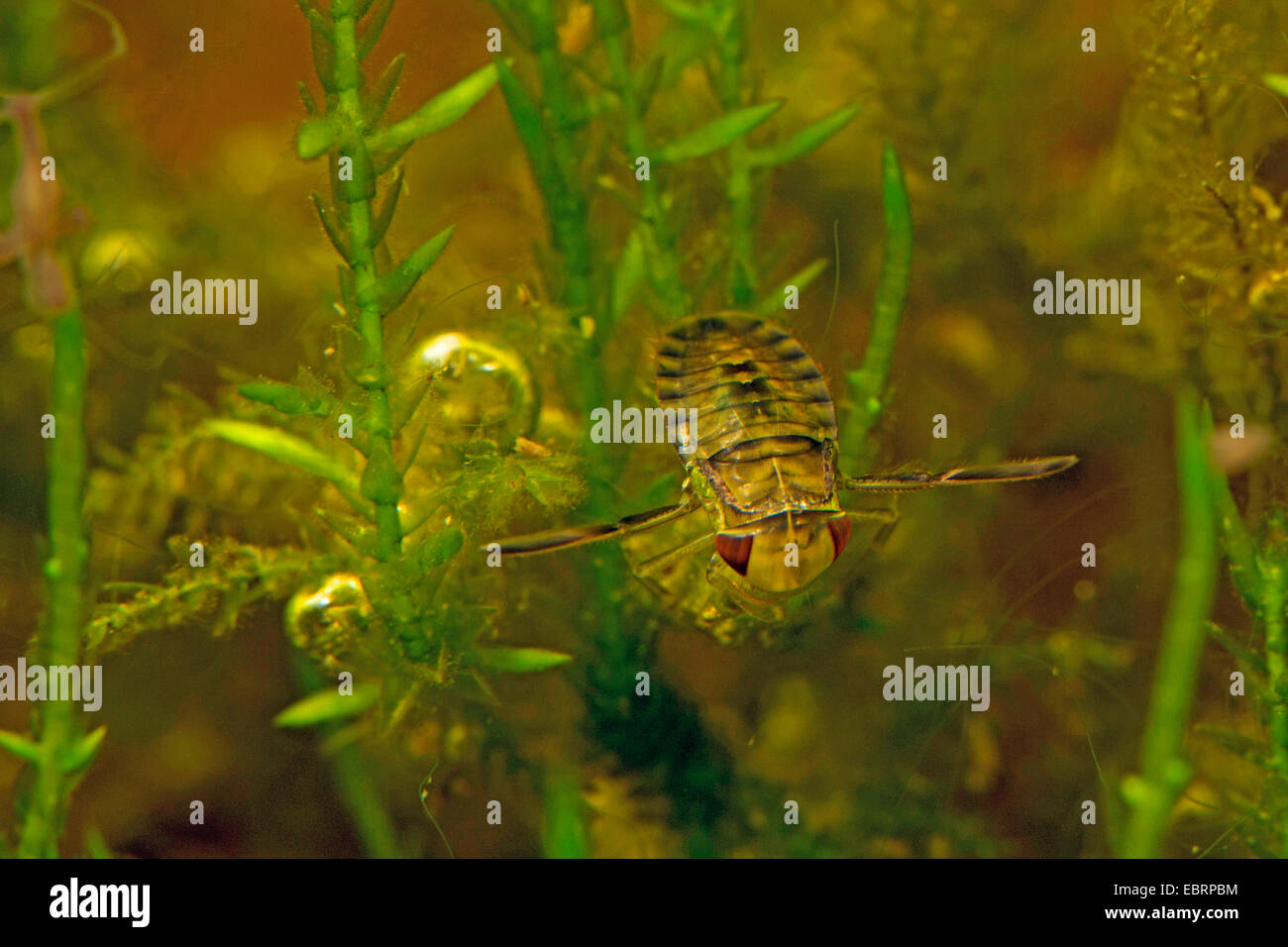 water boatmen (cf. Corixa punctata), larva under water, Germany Stock ...