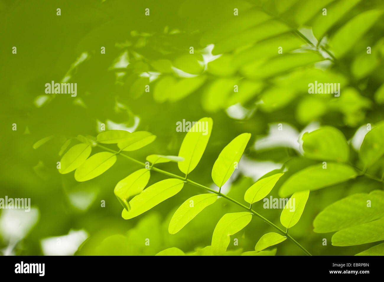 black locust, common locust, robinia (Robinia pseudo-acacia, Robinia ...