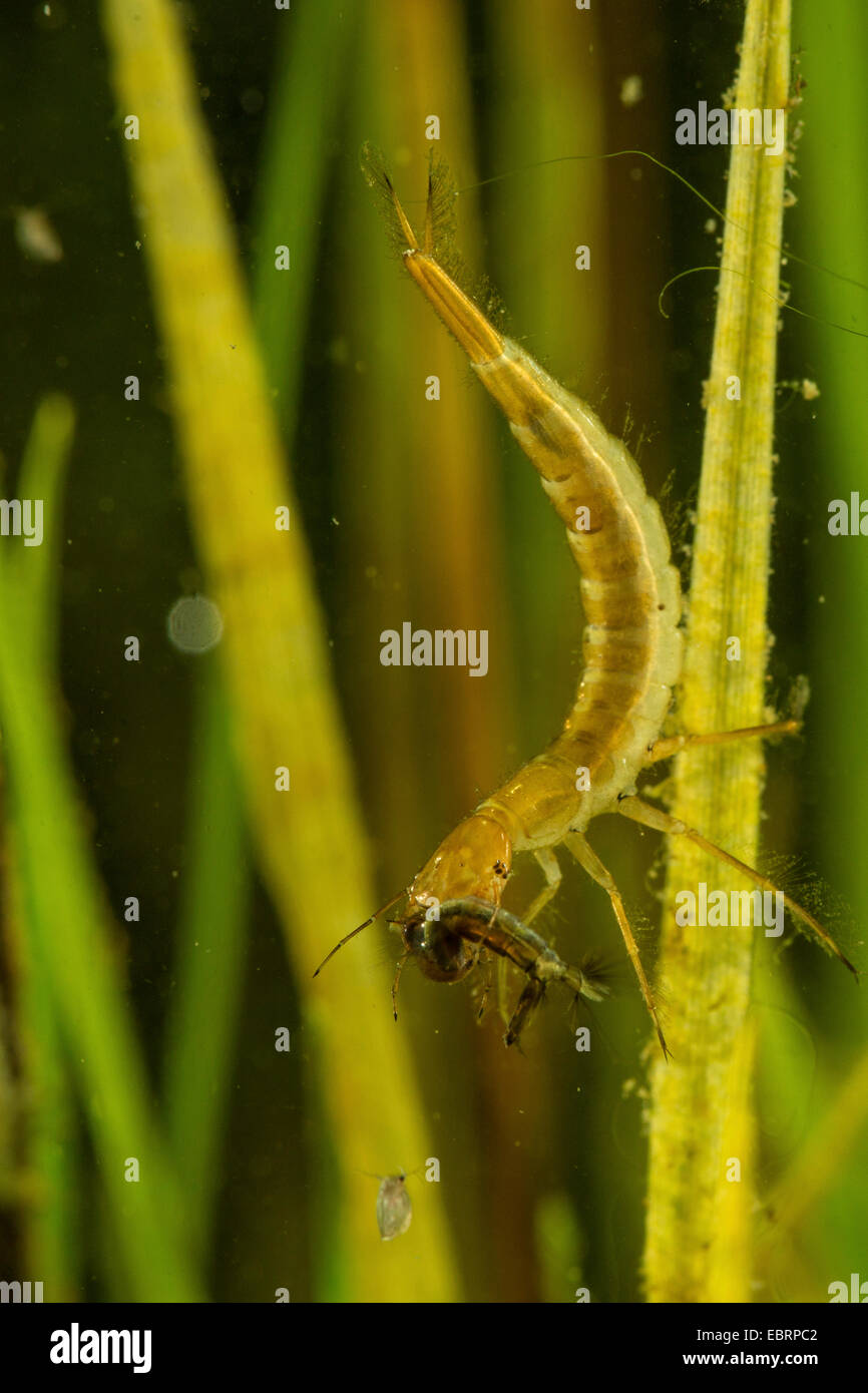 great diving beetle (Dytiscus marginalis), larva feeding a mosquito ...