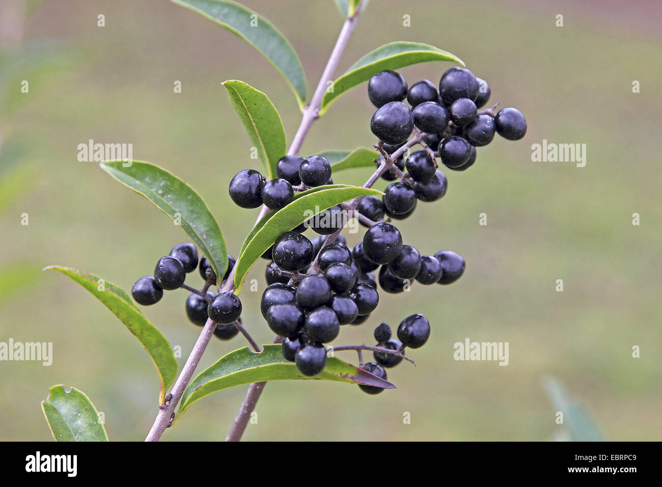 common privet, golden privet, wild privet, prim, European privet ...