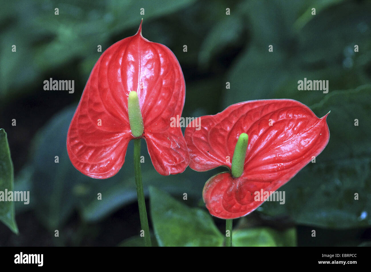 flamingo plant (Anthurium spec.), inflorescences Stock Photo - Alamy