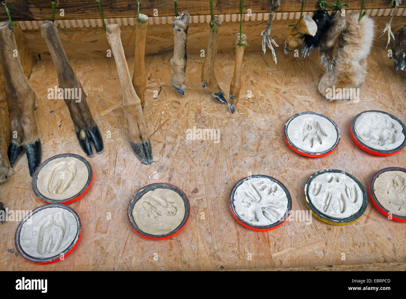 footprints, casts and tracks Stock Photo - Alamy
