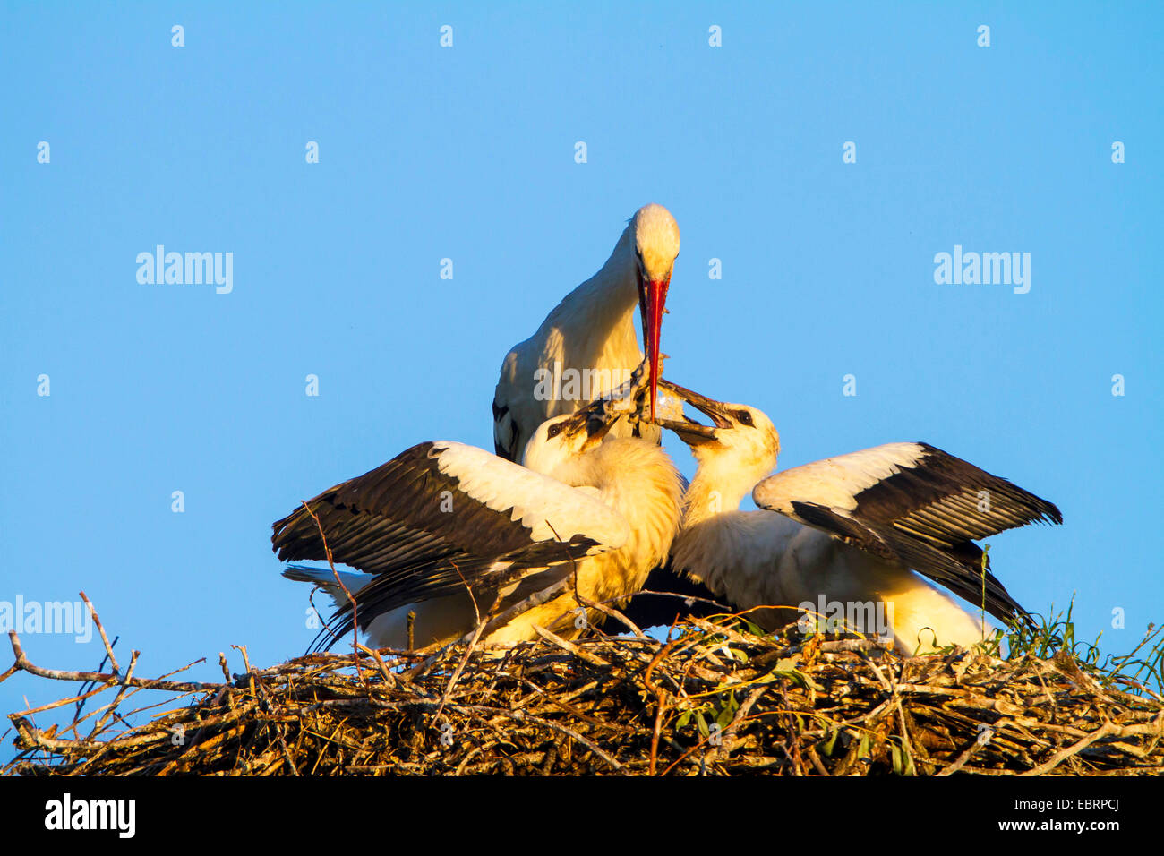 Storks feeding hi-res stock photography and images - Alamy
