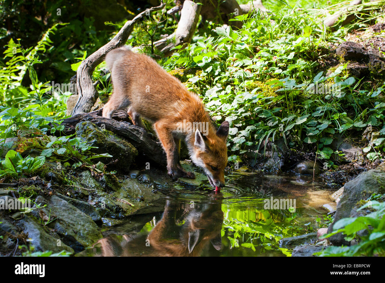 red fox (Vulpes vulpes), juvenile fox drinking from a forest pond ...