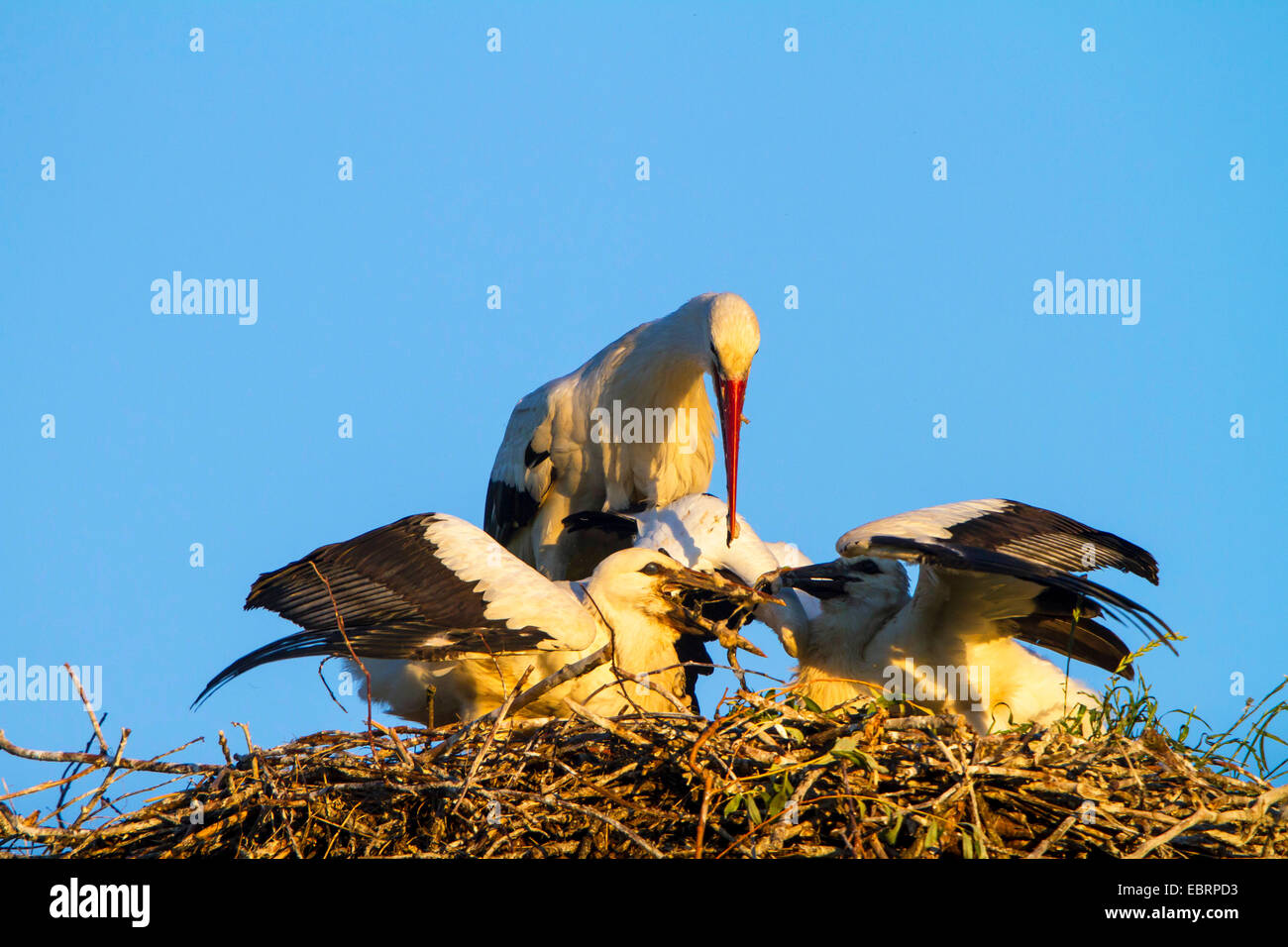 white stork (Ciconia ciconia), feeding of the two young storks on the ...