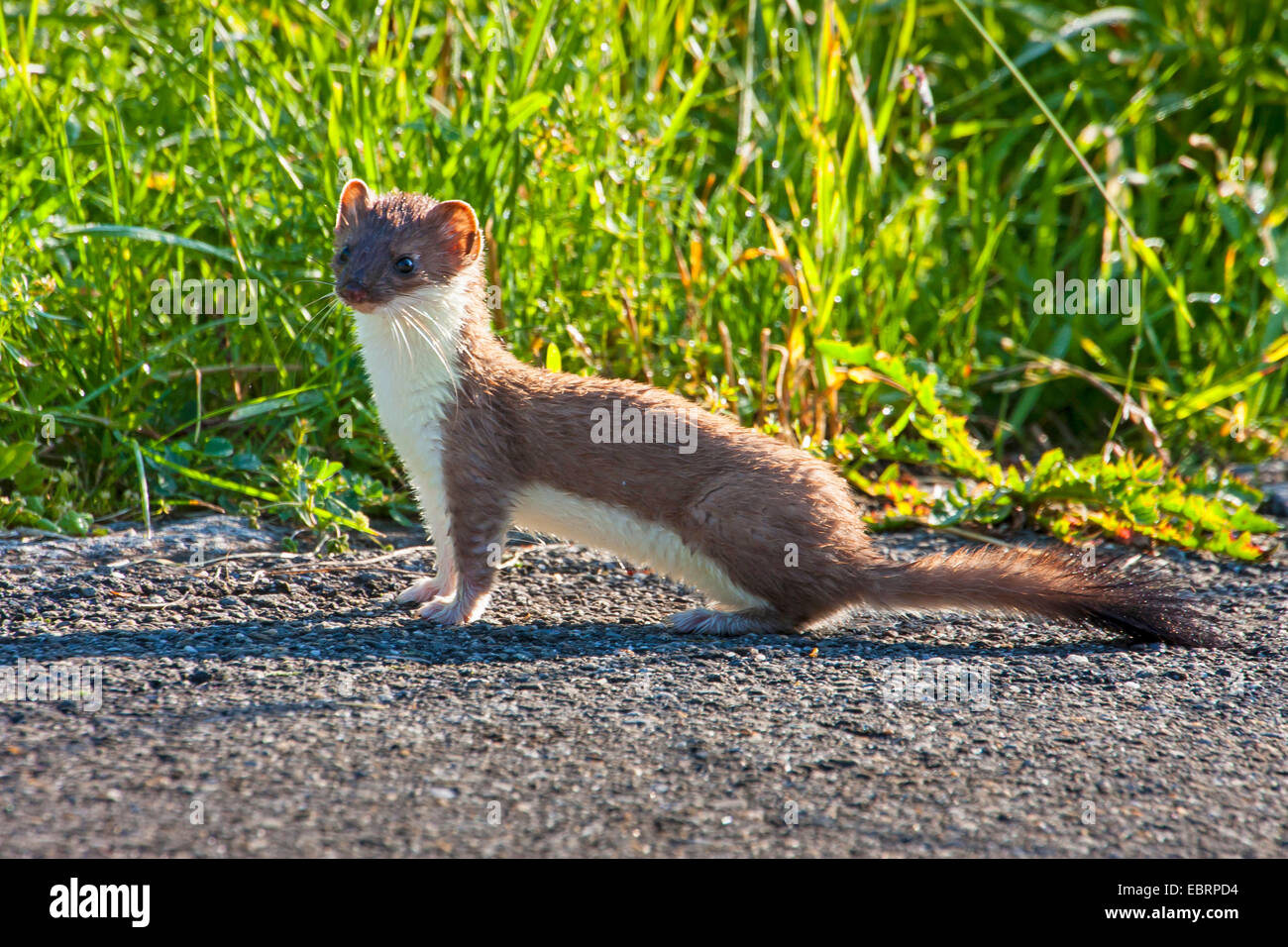 Ermine, Stoat, Short-tailed weasel (Mustela erminea), sitting on the ...
