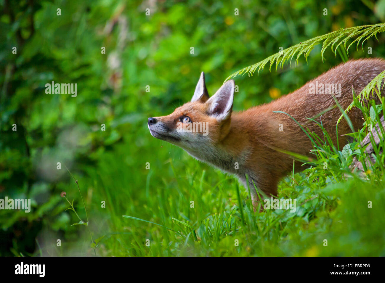 red fox (Vulpes vulpes), juvenile fox going deerstalking , Switzerland ...