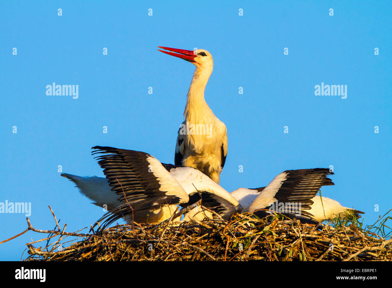 white stork (Ciconia ciconia), feeding of the two young storks on the ...