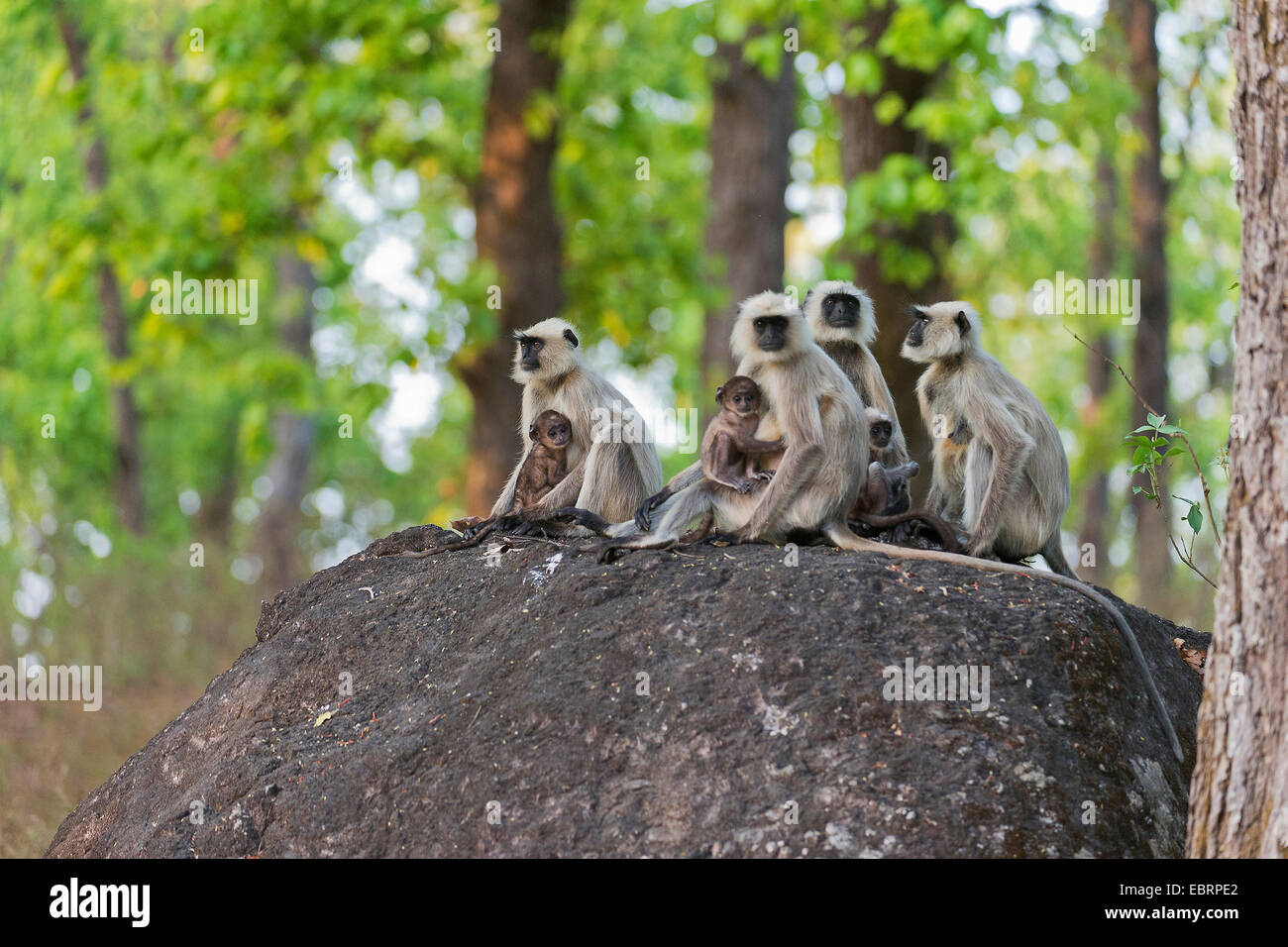 Southern plains gray langur, Gray langur monkey (Semnopithecus ...