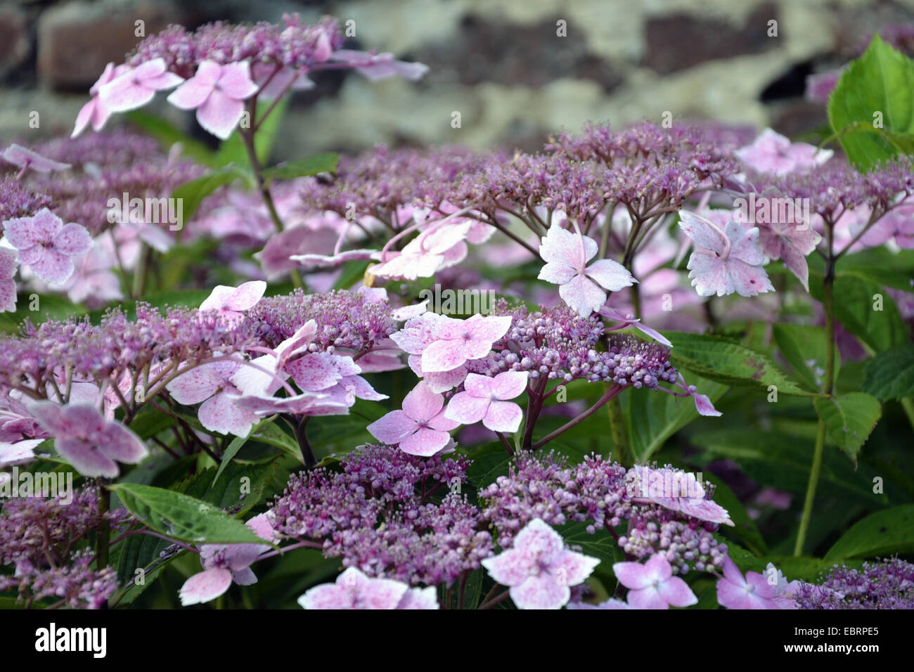 Garden hydrangea, Lace cap hydrangea (Hydrangea macrophylla), showing ...