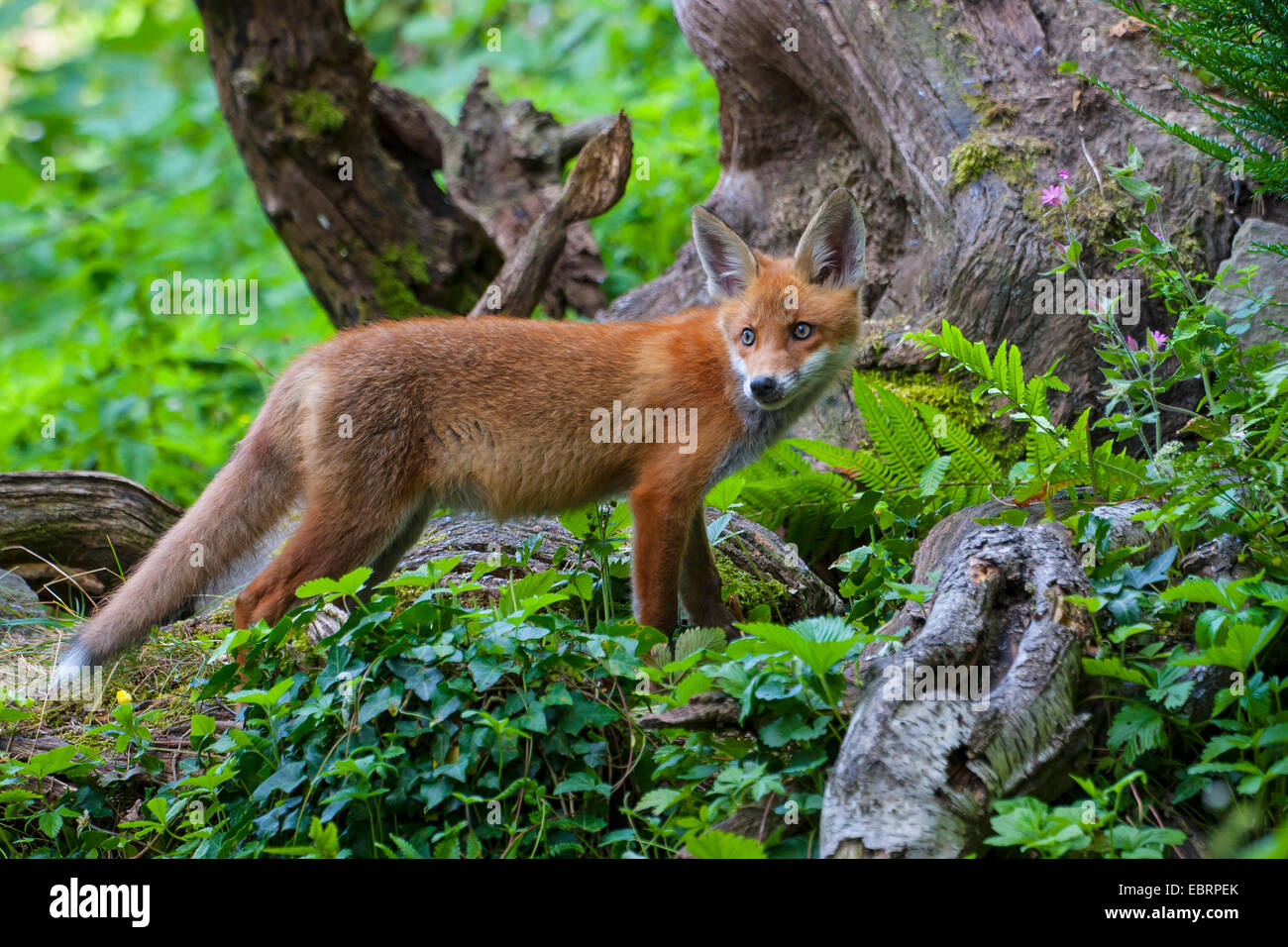 red fox (Vulpes vulpes), juvenile fox going deerstalking , Switzerland ...