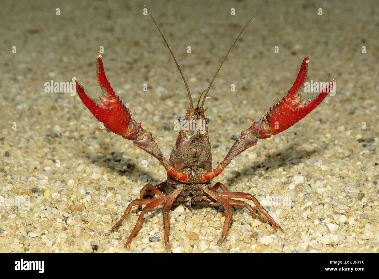 Louisiana red crayfish, red swamp crayfish, Louisiana swamp crayfish ...
