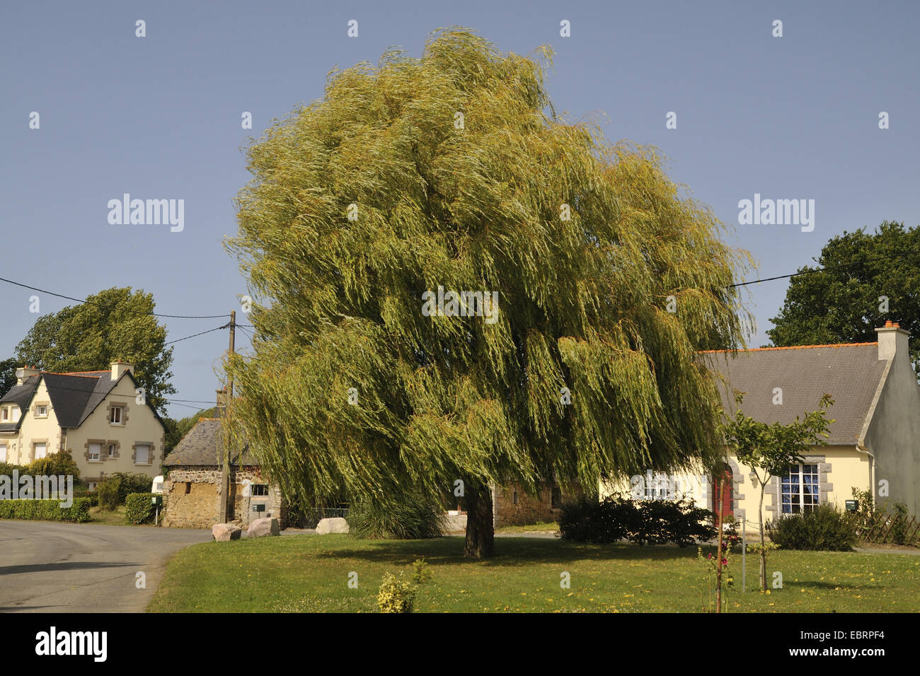 Dwarf willow tree hi-res stock photography and images - Alamy