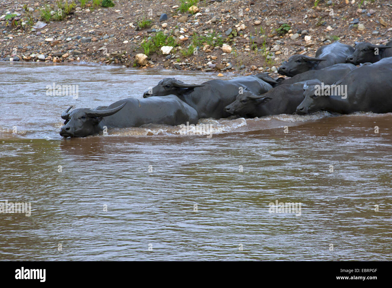 Asian water buffalo, wild water buffalo, carabao (Bubalus bubalis ...