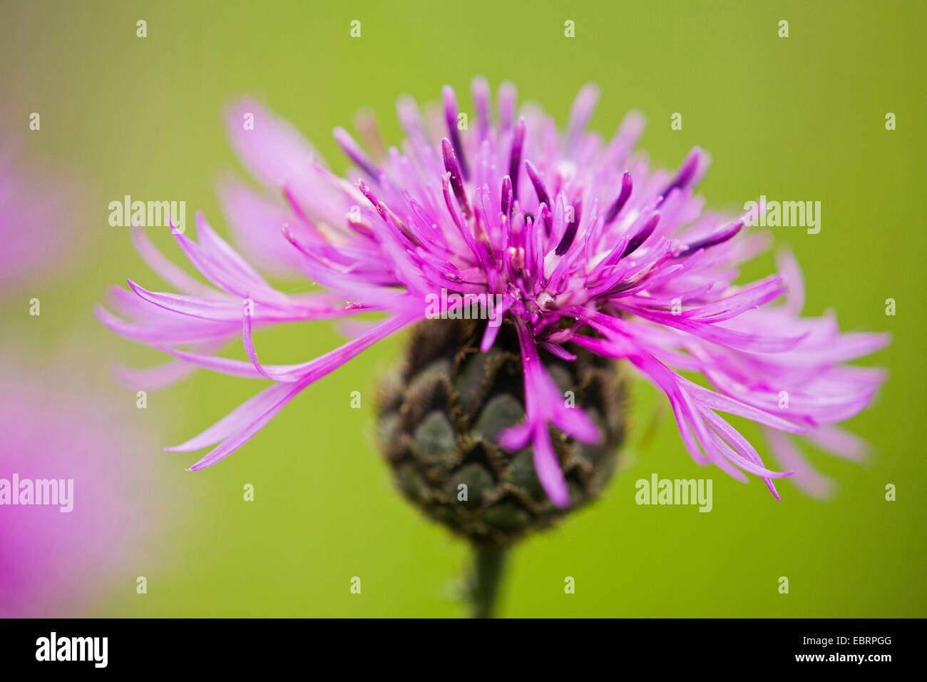 Ligulate flowers hi-res stock photography and images - Alamy