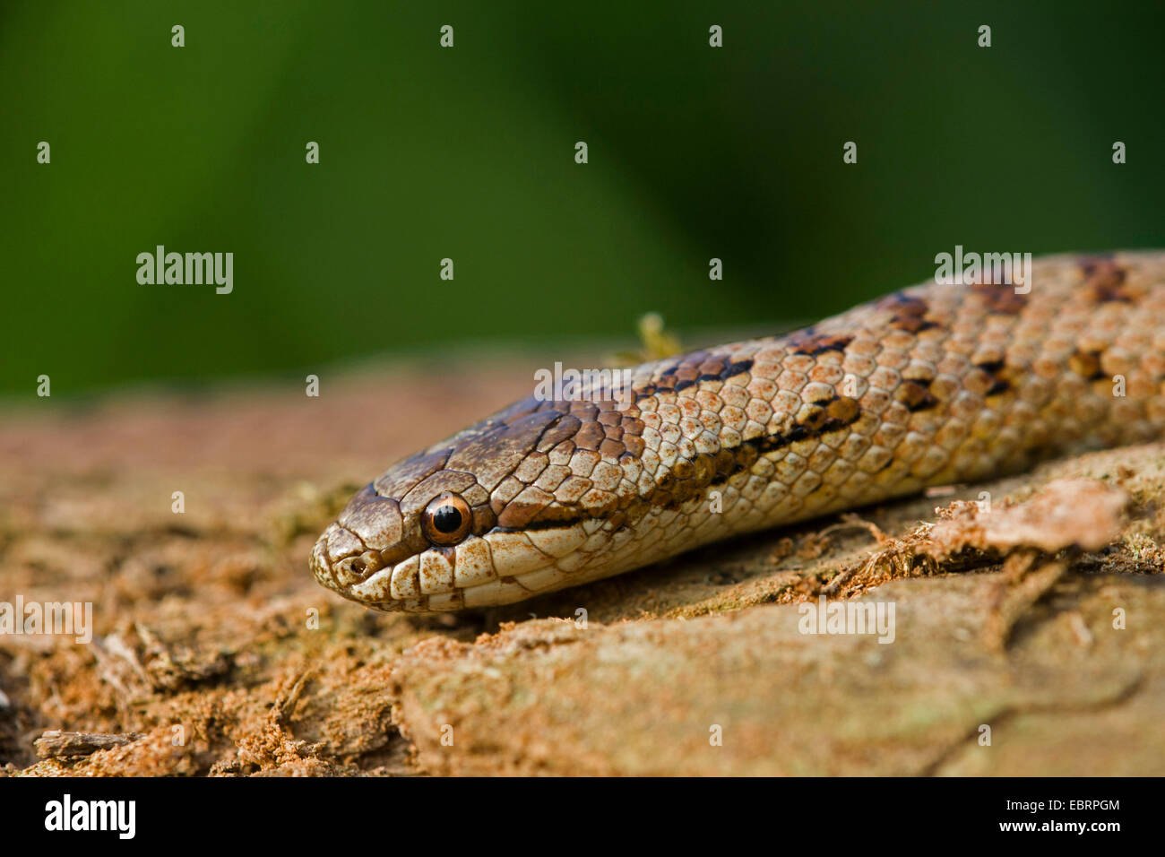 Coronella austriaca germany hi-res stock photography and images - Alamy