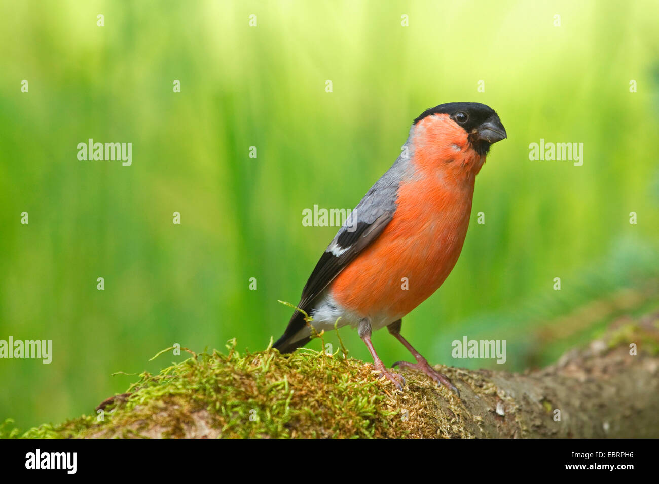 bullfinch, Eurasian bullfinch, northern bullfinch (Pyrrhula pyrrhula ...
