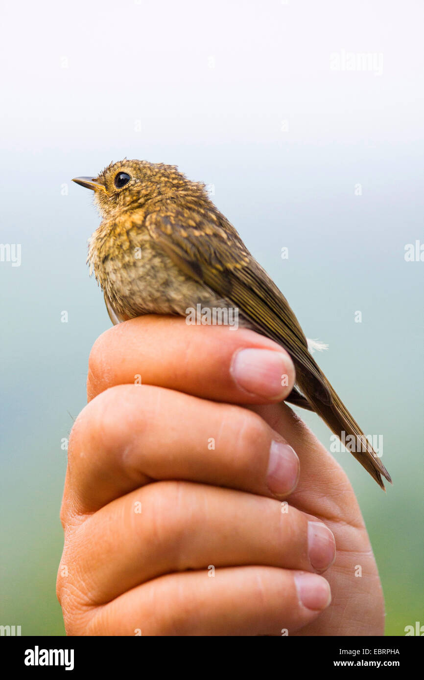 Juvenile robin hi-res stock photography and images - Alamy