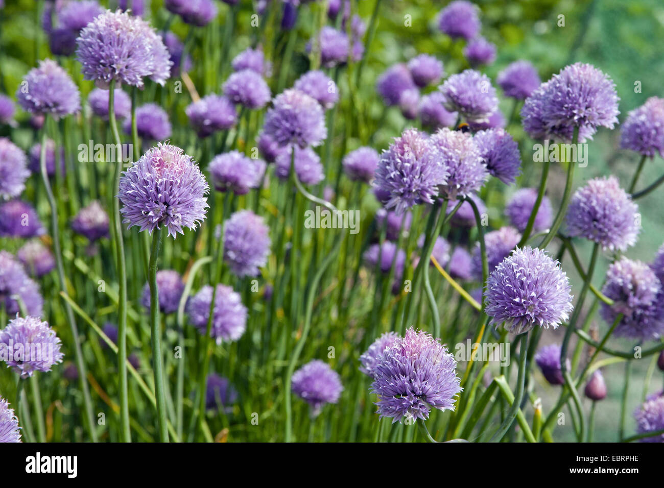 chives, sand leek (Allium schoenoprasum), blooming chives, Belgium ...